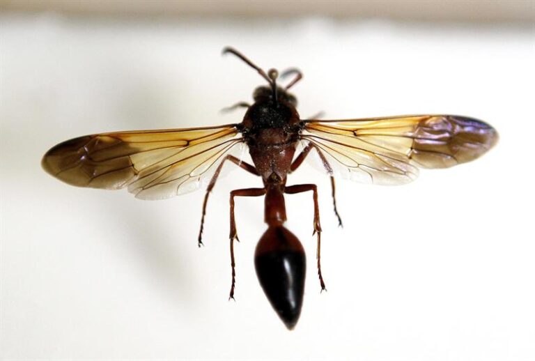 Aguijón y hábitat de la avispa alfarera - Ecoarmonia