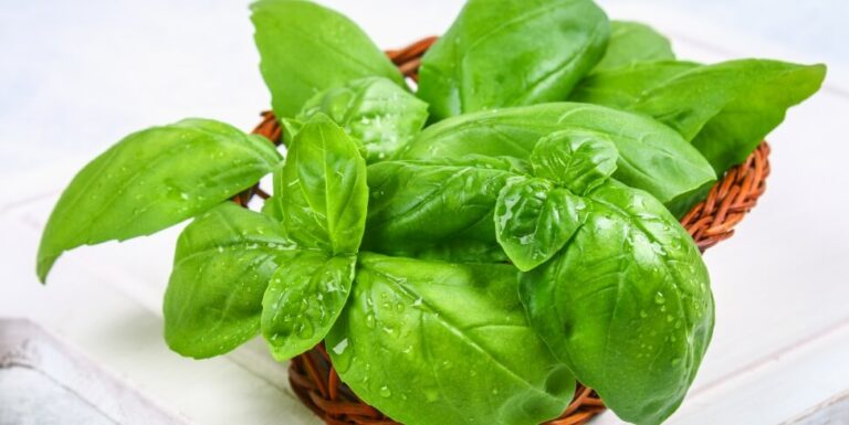 Albahaca: beneficios y usos en la cocina y salud - Ecoarmonia