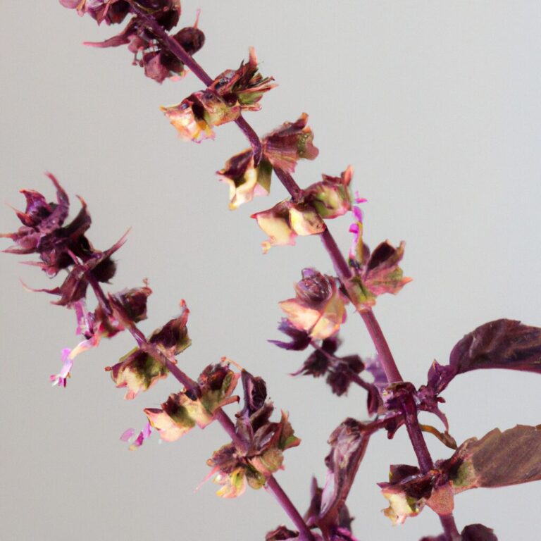 Albahaca morada: cuidados esenciales y beneficios destacados - Ecoarmonia