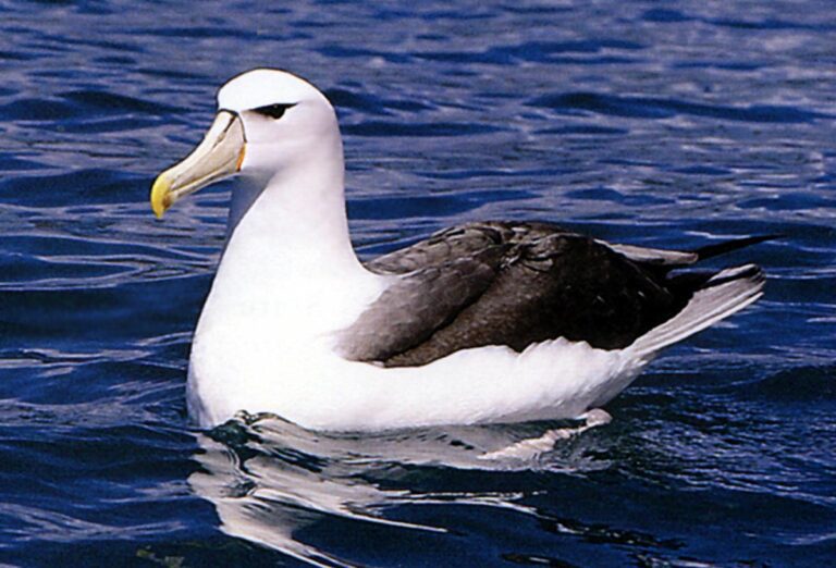 Albatros viajero: hábitos hábitat y dieta - Ecoarmonia
