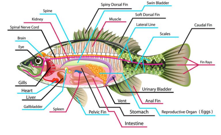 Anatomía esencial de un pez - Ecoarmonia