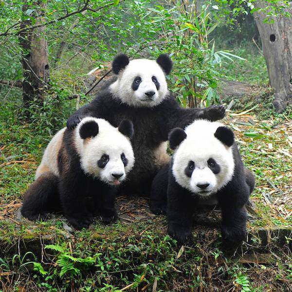 Asombrosos datos sobre el oso panda - Ecoarmonia