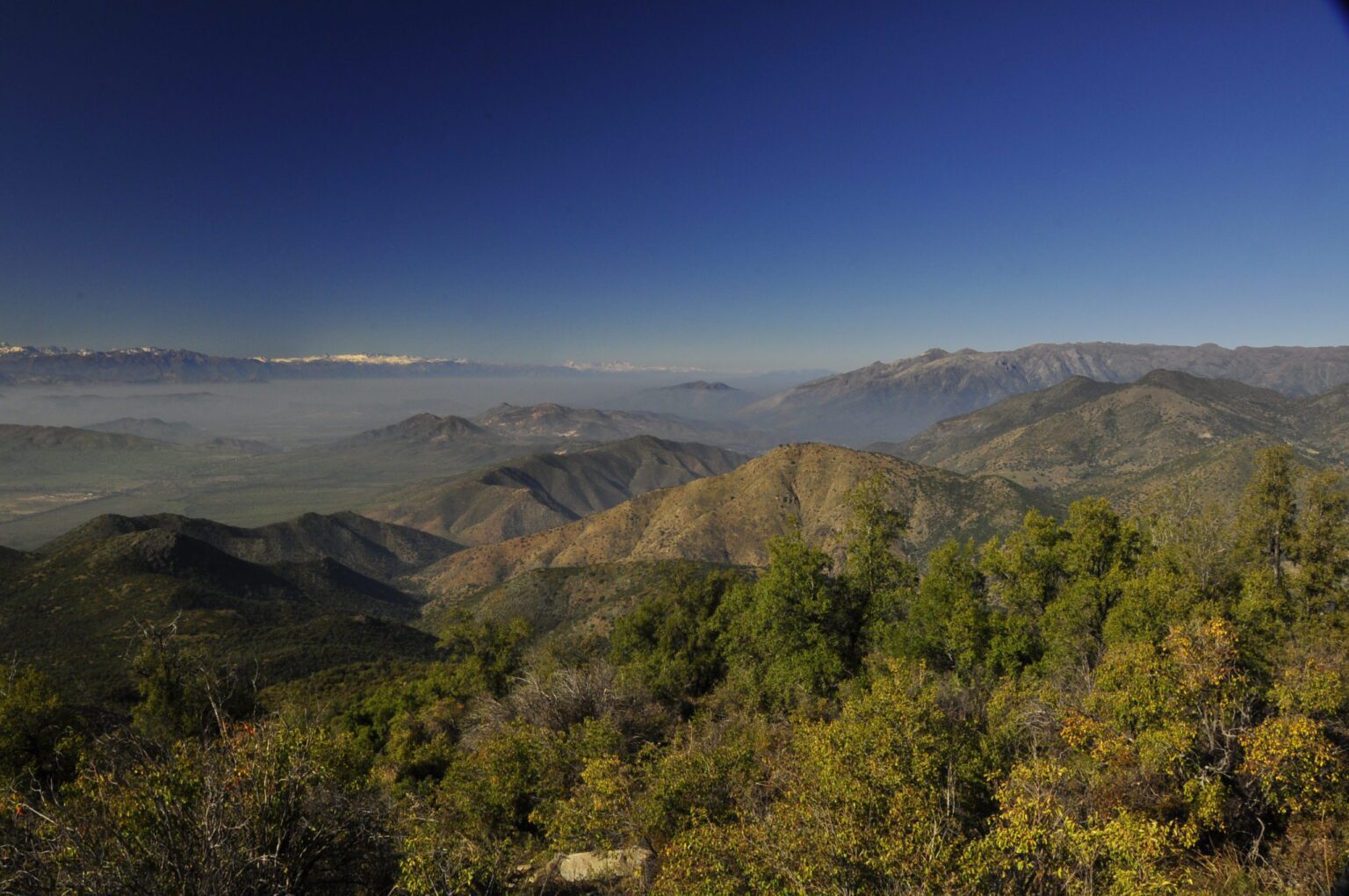 Bosque esclerófilo: características clima y especies principales ...