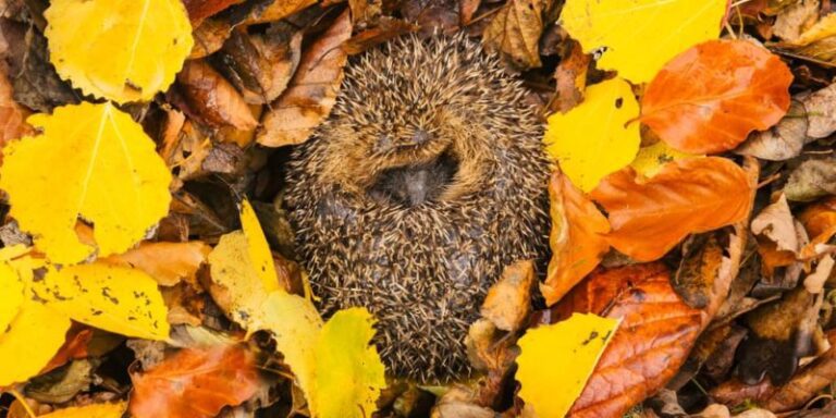 Brumación: definición y tipos de animales que la practican - Ecoarmonia