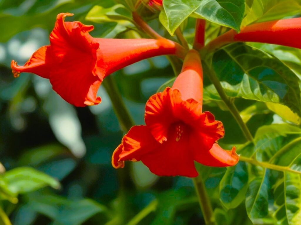Campsis radicans: cuidados poda y propagación eficaz - Ecoarmonia