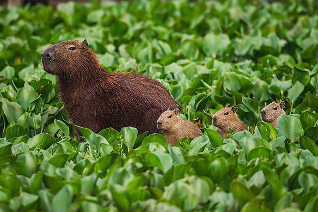 Capibara: hábitat alimentación y características esenciales - Ecoarmonia