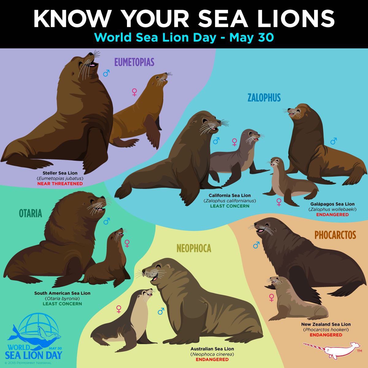 Características distintivas de focas leones marinos y morsas - Ecoarmonia