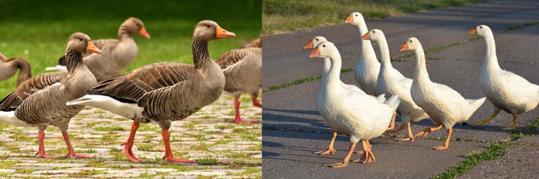 Características que distinguen a la oca del ganso - Ecoarmonia