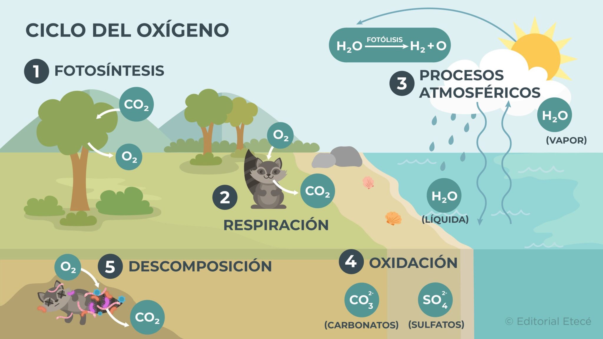 Ciclos biogeoquímicos: tipos funciones y su relevancia - Ecoarmonia