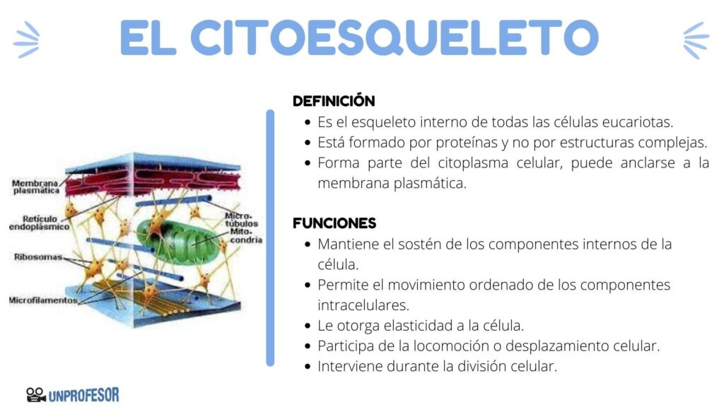 Citoesqueleto: definición funciones características y estructura ...