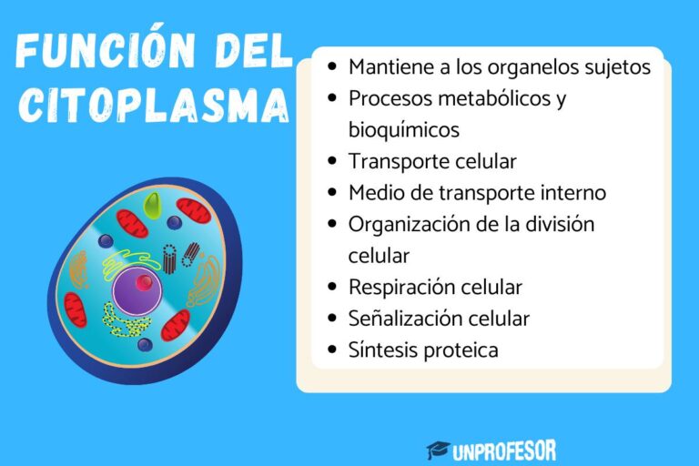 Citoplasma: definición funciones y componentes esenciales - Ecoarmonia