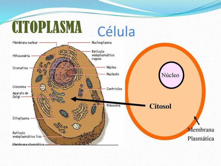 Citosol: función y diferencias con el citoplasma - Ecoarmonia