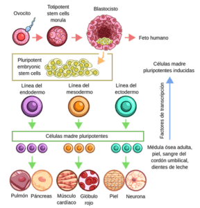 Clasificación de las diferentes células madre existentes - Ecoarmonia