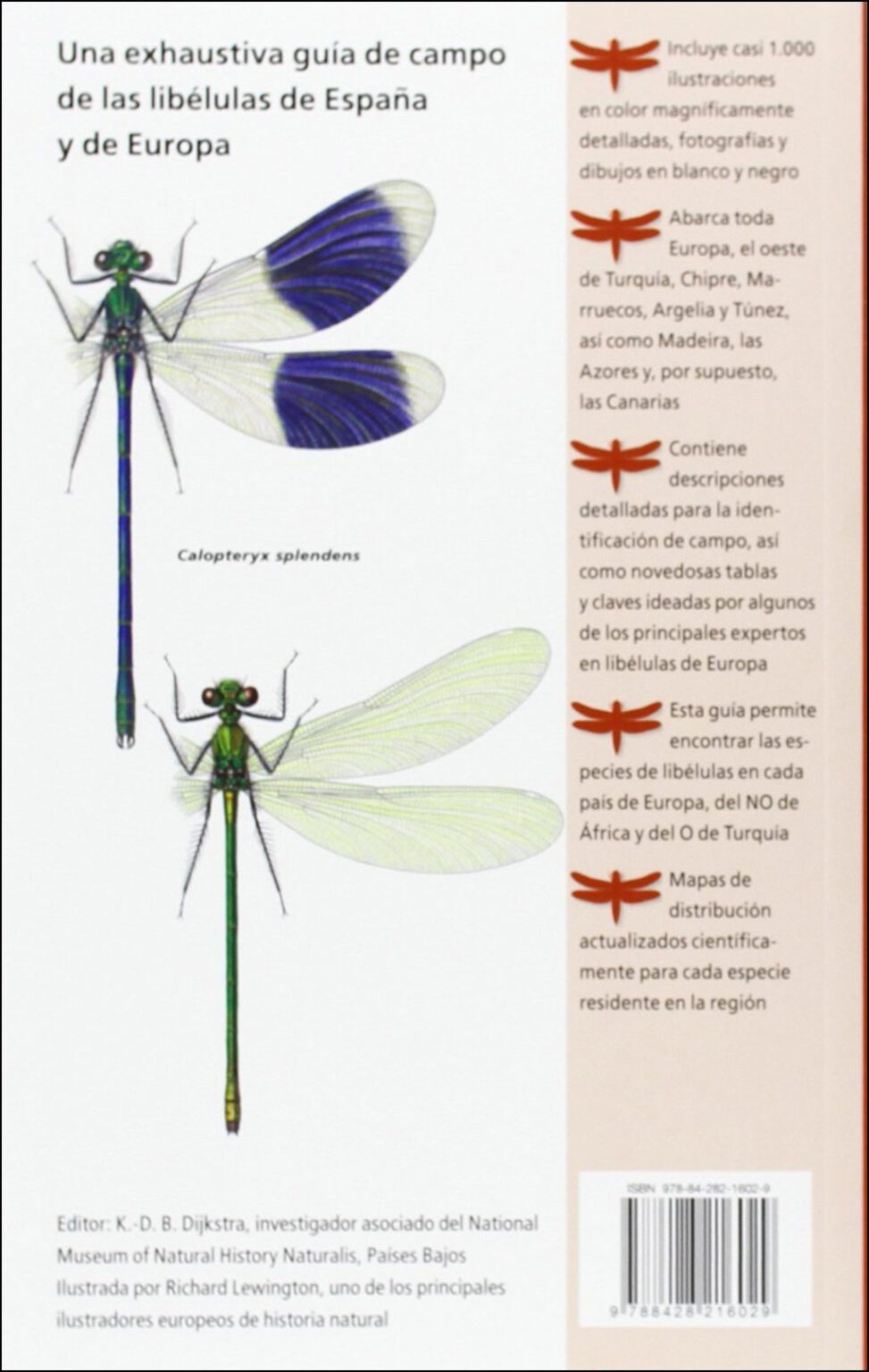 Clasificación de libélulas: especies y características esenciales ...