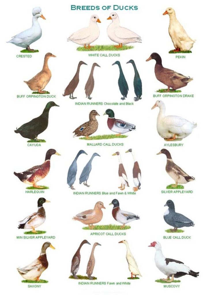 Clasificación de los diferentes tipos de patos - Ecoarmonia