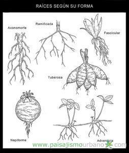 Clasificación de raíces en las plantas - Ecoarmonia