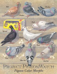 Clasificación y características de las palomas - Ecoarmonia