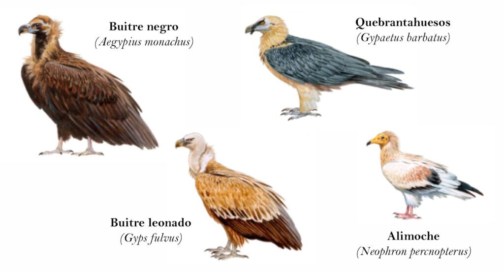 Clasificación y características de los buitres - Ecoarmonia