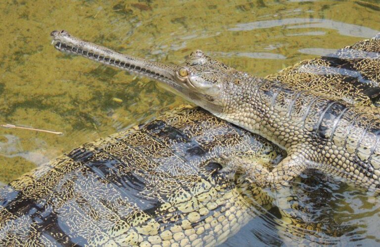 Cocodrilos: una especie en grave riesgo de extinción - Ecoarmonia