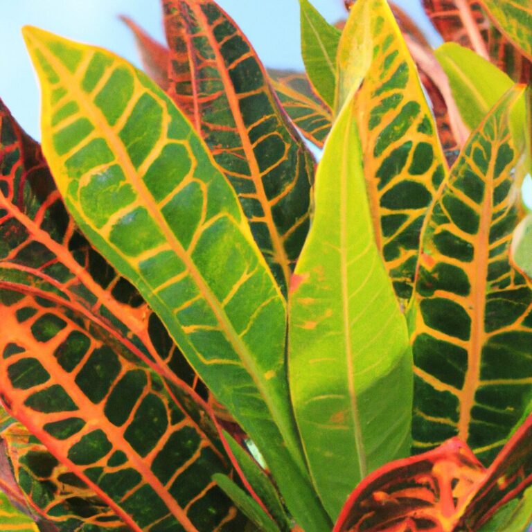 Codiaeum variegatum: Características y cuidados esenciales del croton ...