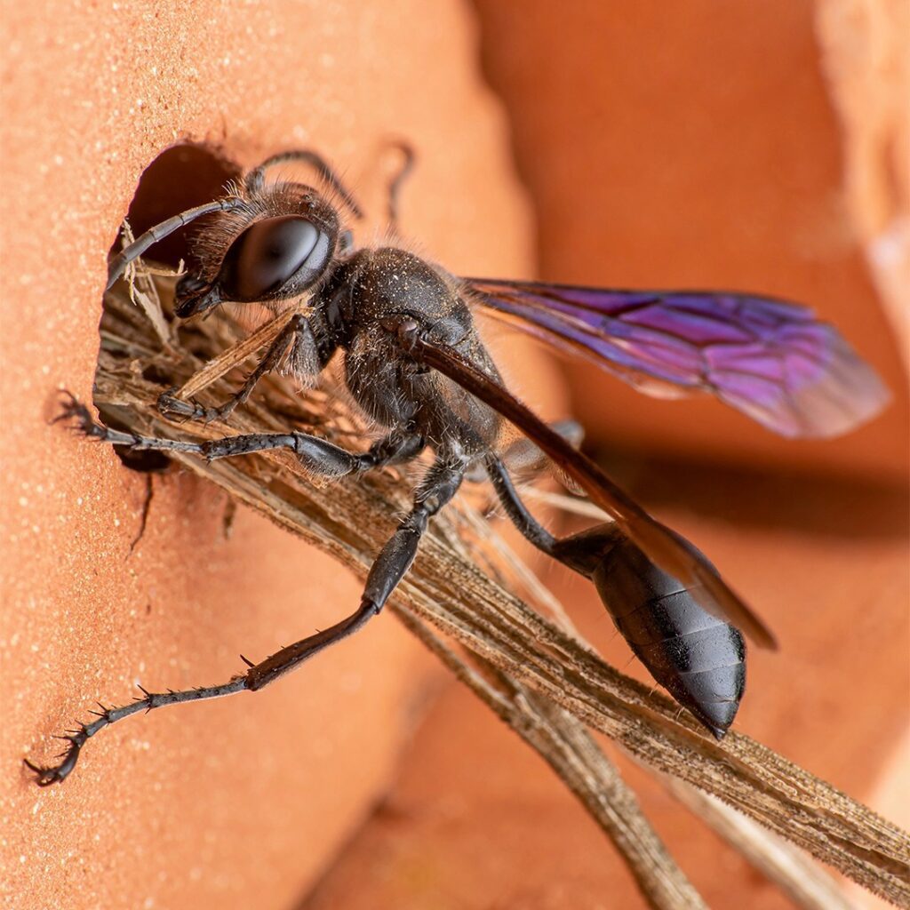 Creaturas con aguijón: maravillas de la naturaleza - Ecoarmonia
