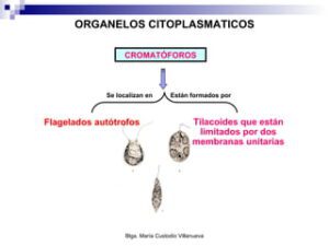 Cromatóforos: características funciones y tipos explicados - Ecoarmonia
