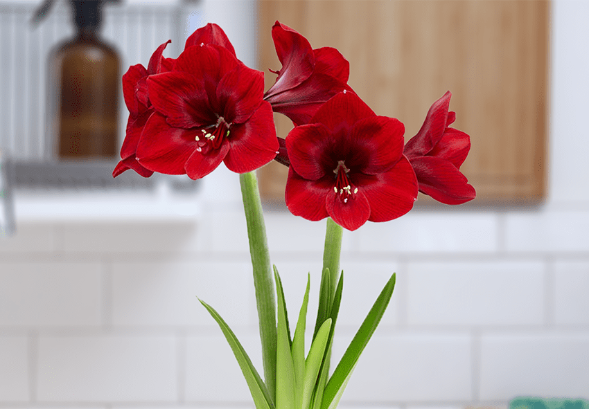 Cuidados esenciales de la planta amarilis o amaryllis - Ecoarmonia