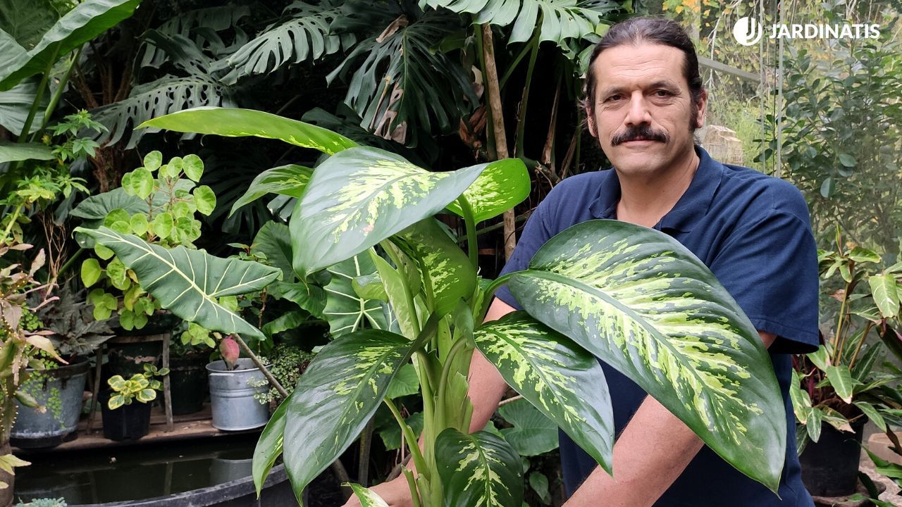 Cuidados esenciales para la planta dieffenbachia - Ecoarmonia