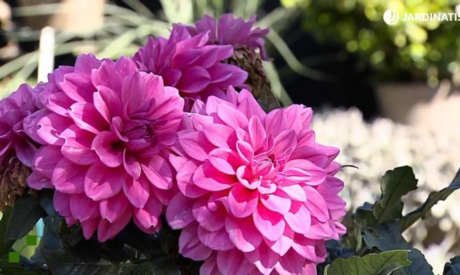Cuidados esenciales para las dalias o Dahlia pinnata - Ecoarmonia