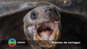 ¿Las tortugas poseen dientes? Mitos y realidades - Ecoarmonia
