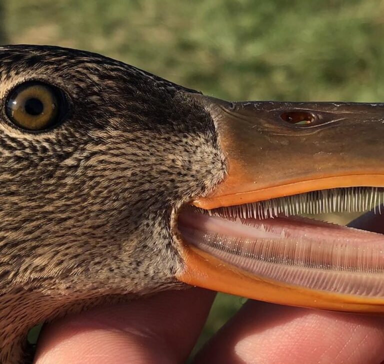 ¿Los patos realmente cuentan con dientes? - Ecoarmonia