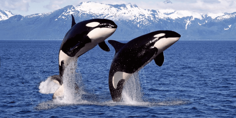 ¿Son las orcas realmente peligrosas para los humanos? - Ecoarmonia