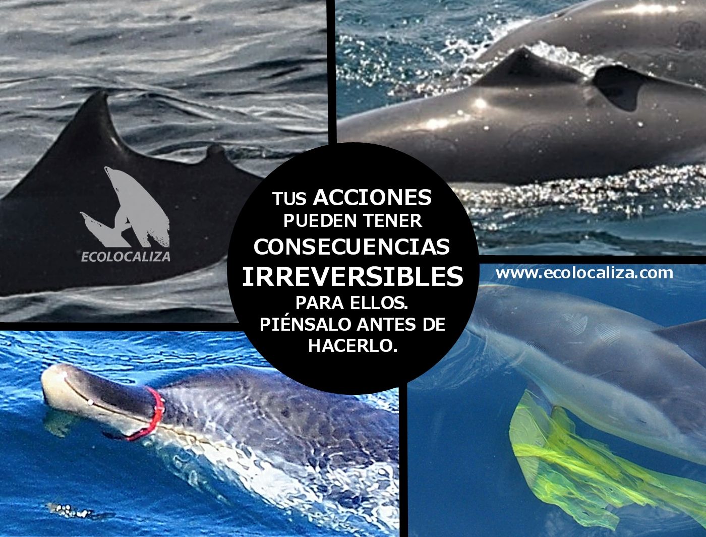 ¿Son los delfines una amenaza para los humanos? - Ecoarmonia