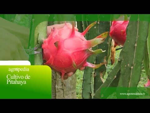 Cultivo de Pitaya: Una guía completa para su éxito - Ecoarmonia