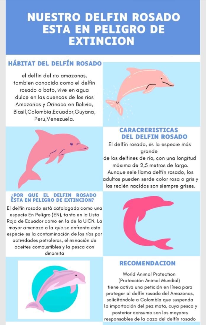 Delfín rosado del Amazonas se enfrenta a la extinción - Ecoarmonia