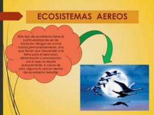 Ecosistema aéreo: definiciones características y variedades clave ...