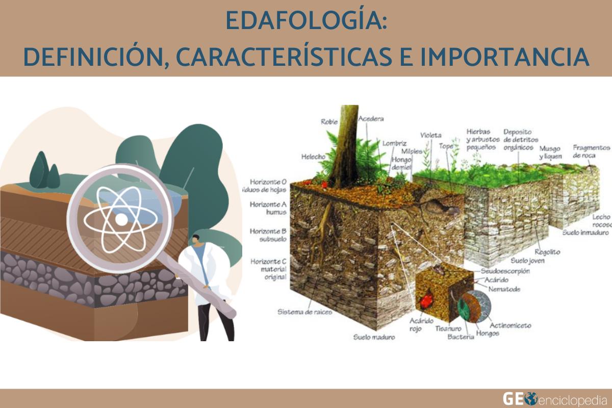 Edafología: definición características y su relevancia en el entorno ...