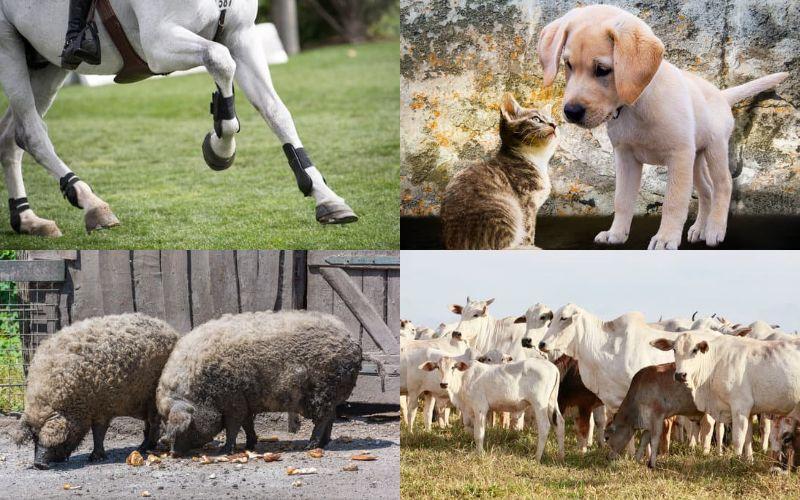 Ejemplos y lista de animales cuadrúpedos interesantes - Ecoarmonia