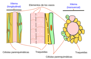 El xilema: su función y características esenciales - Ecoarmonia