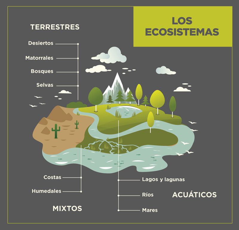 Entendiendo las especies nativas y autóctonas en su hábitat - Ecoarmonia