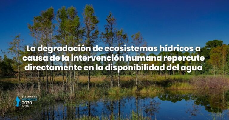 Entendiendo las marismas: características y ecosistemas - Ecoarmonia