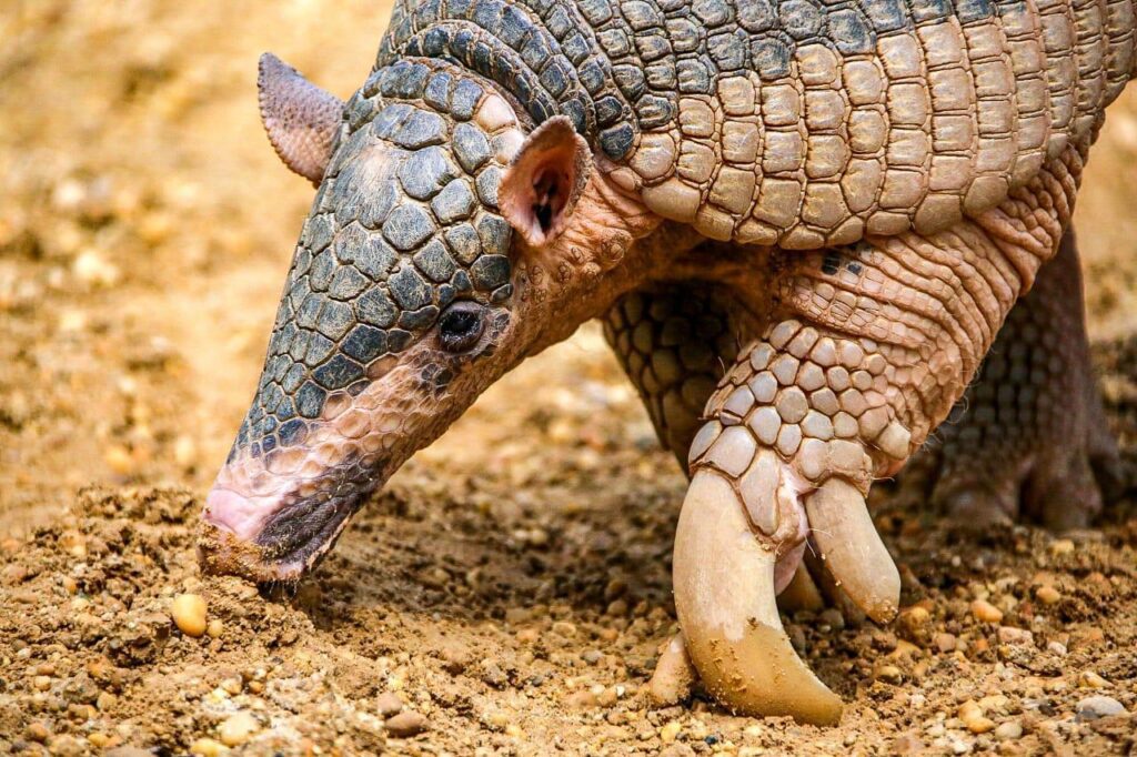 Especies endémicas que enriquecen la biodiversidad de Colombia - Ecoarmonia