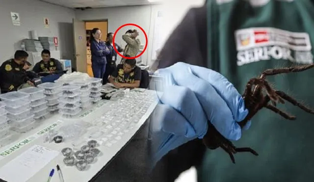 Fauna sorprendente de Corea del Sur - Ecoarmonia