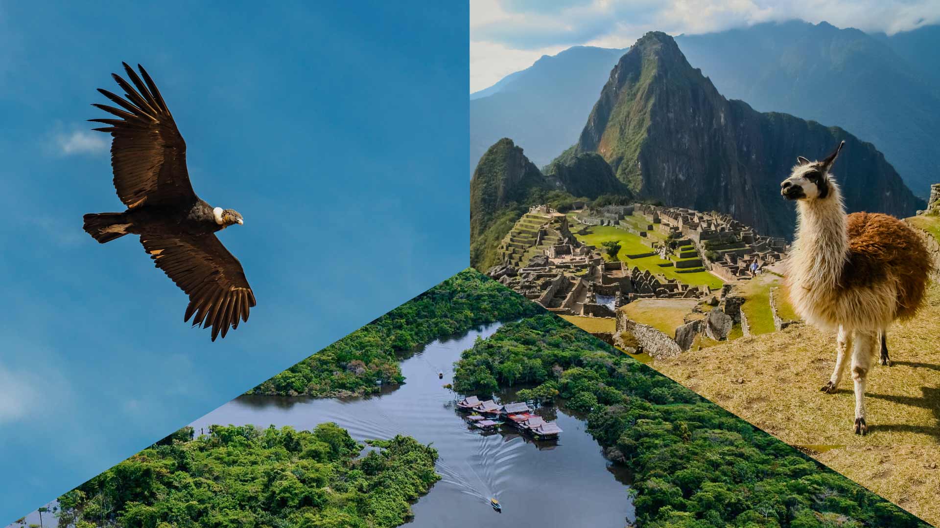 Fauna única del Perú: conservación y diversidad - Ecoarmonia