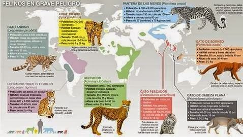 Felinos amenazados: preservando nuestra fauna silvestre - Ecoarmonia