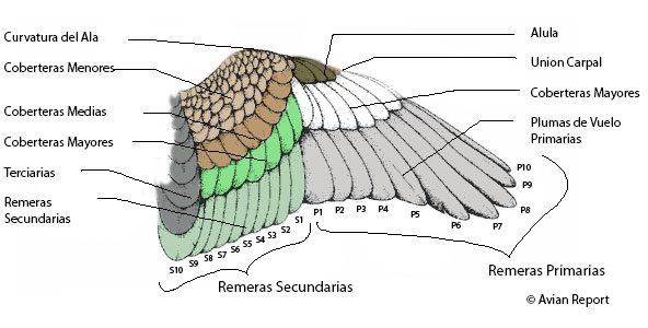 Funciones esenciales de las plumas en las aves - Ecoarmonia