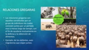 Gregarismo: definiciones ejemplos y sus principales características ...