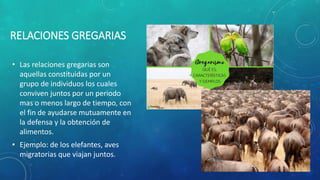 Gregarismo: definiciones ejemplos y sus principales características ...