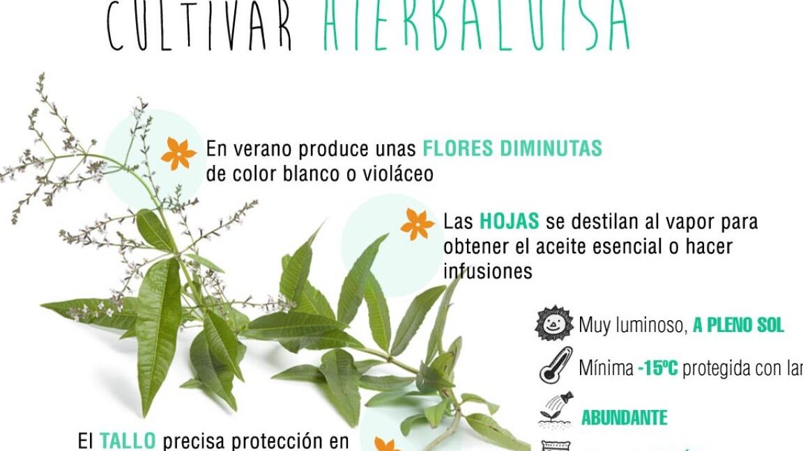 Guía completa para cultivar hierba luisa con éxito - Ecoarmonia