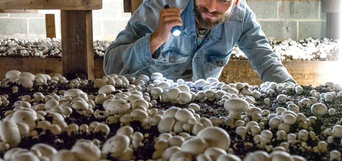 Guía esencial para cultivar champiñones en casa - Ecoarmonia